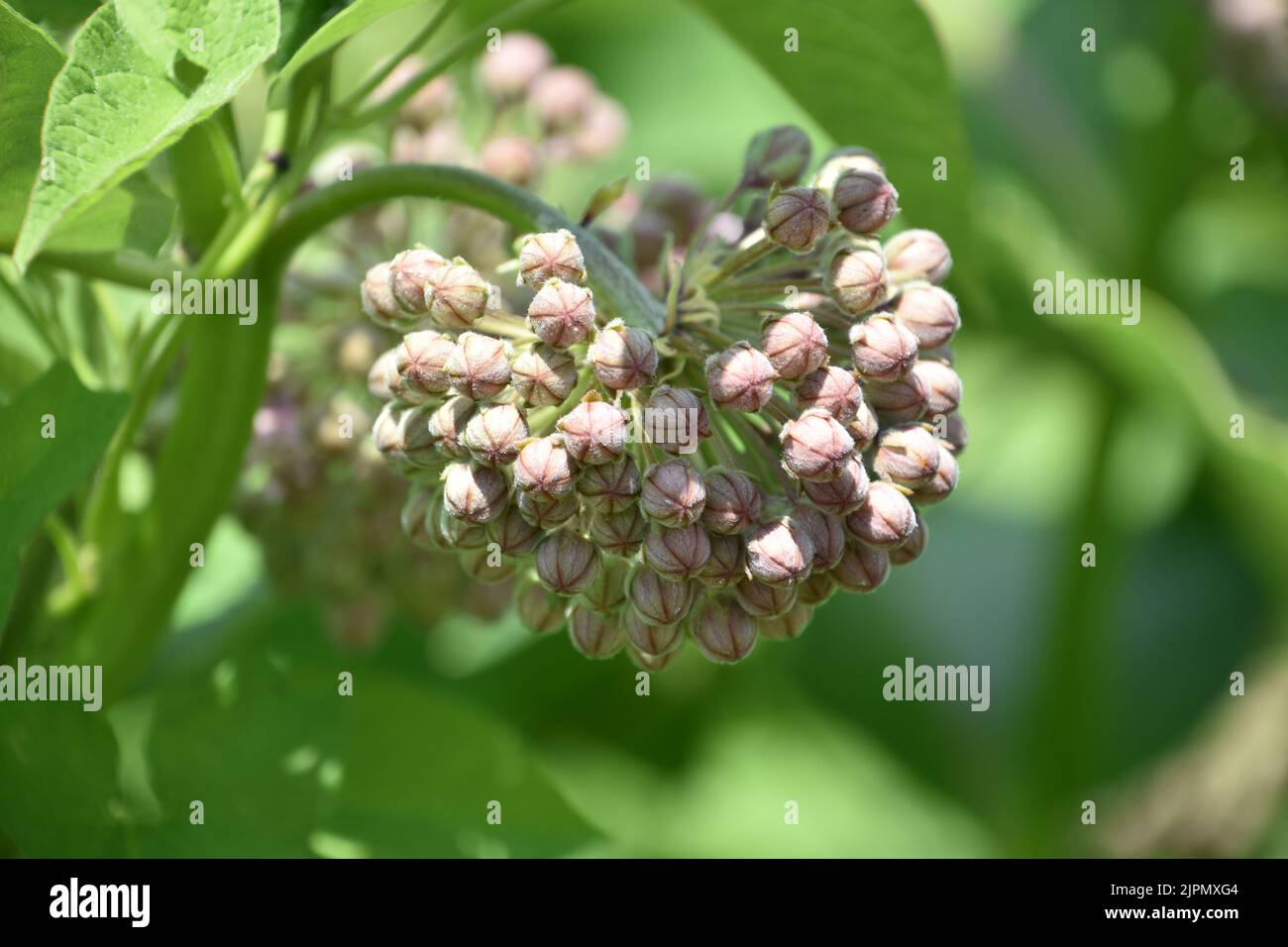 Gorgeous common milkweed plant with lots of flower buds before they ...