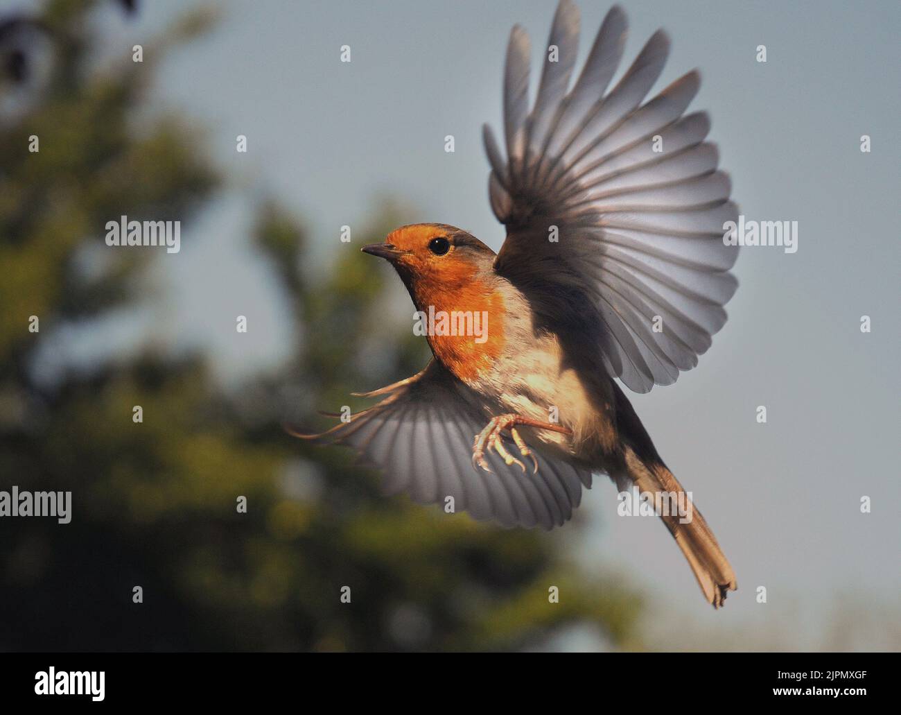 ROBIN IN FLIGHT, CASTLE SHORE PARK, PORTCHESTER, HANTS P[IC MIKE WALKER ...