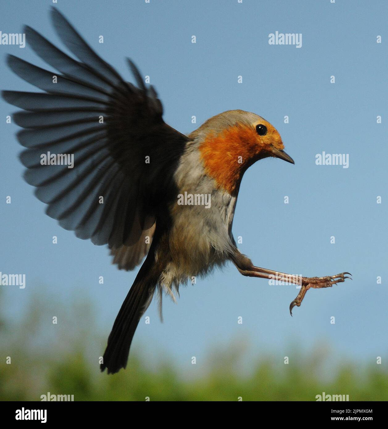 Robin in flight hi-res stock photography and images - Alamy