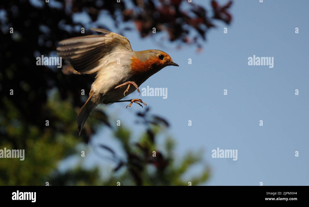 ROBIN IN FLIGHT AT, PORTCHESTER, HANTS PIC MIKE WALKER, 2011 Stock ...