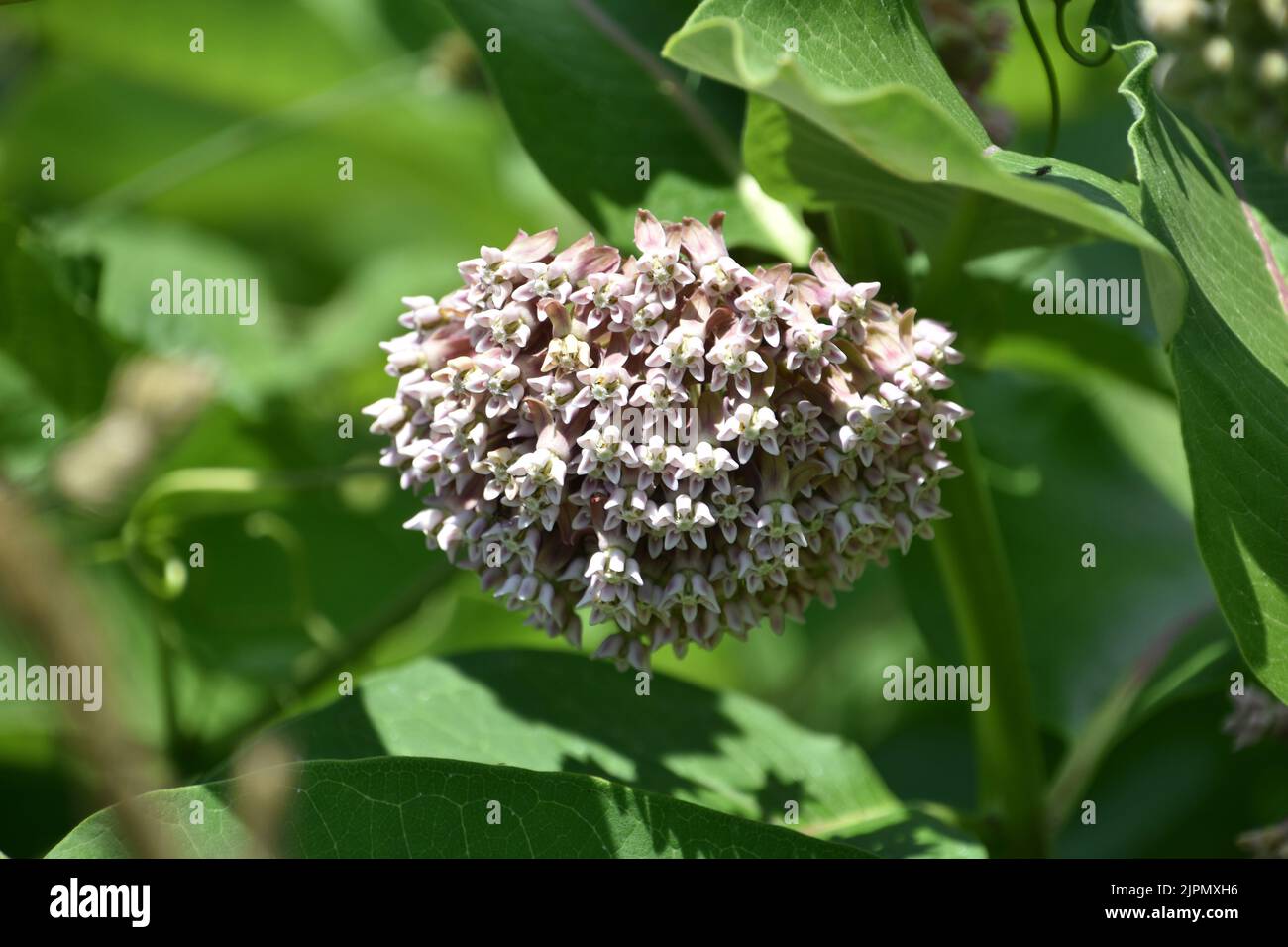 Pretty common milk weed plant flowering in a wild flower garden Stock ...