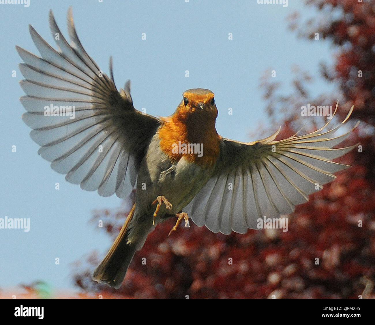 ROBIN IN FLIGHT, CASTLE SHORE PARK, PORTCHESTER, HANTS P[IC MIKE WALKER ...