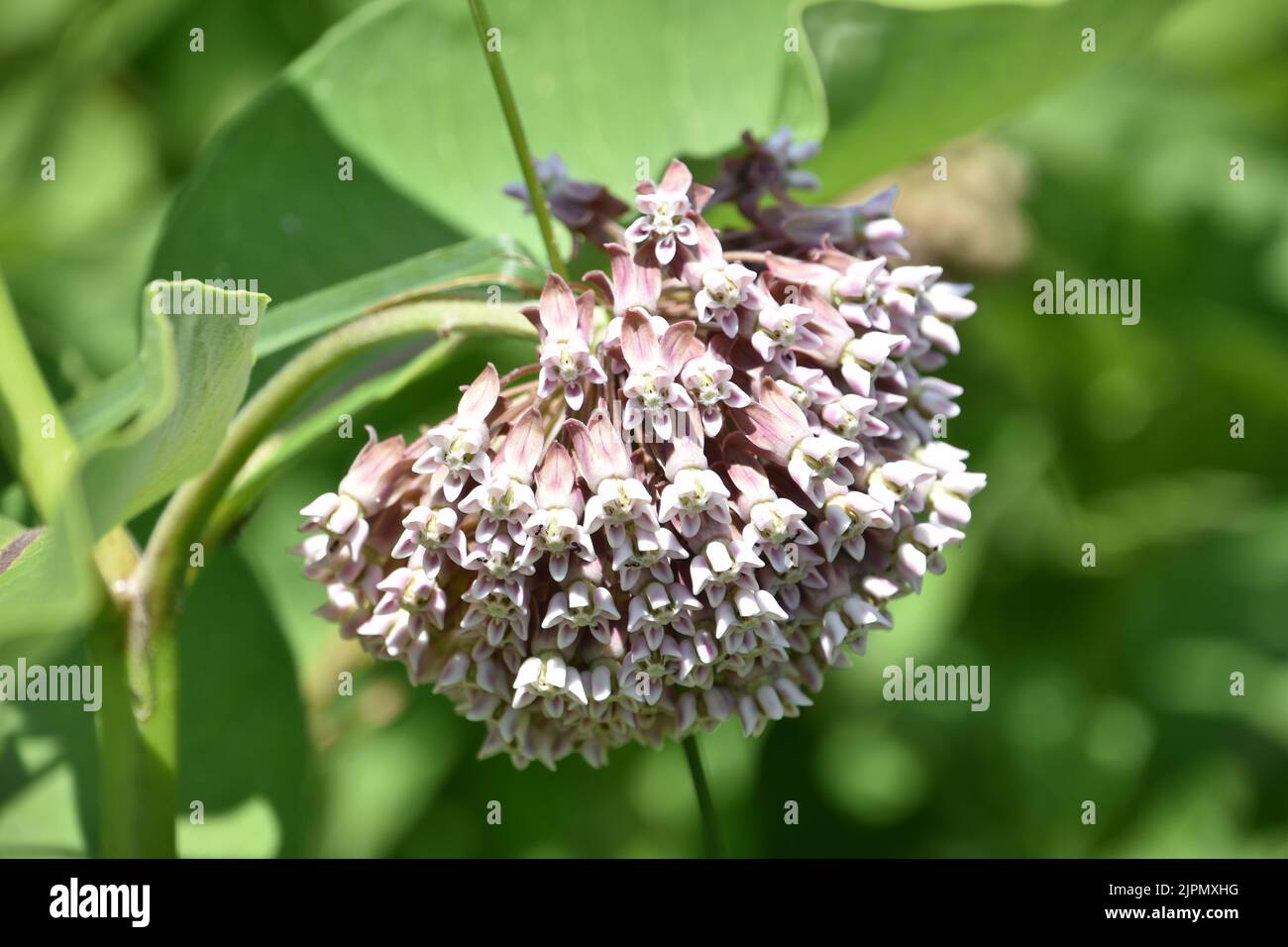 Pretty pale pink cluster of milk weed flowers blooming in a garden ...