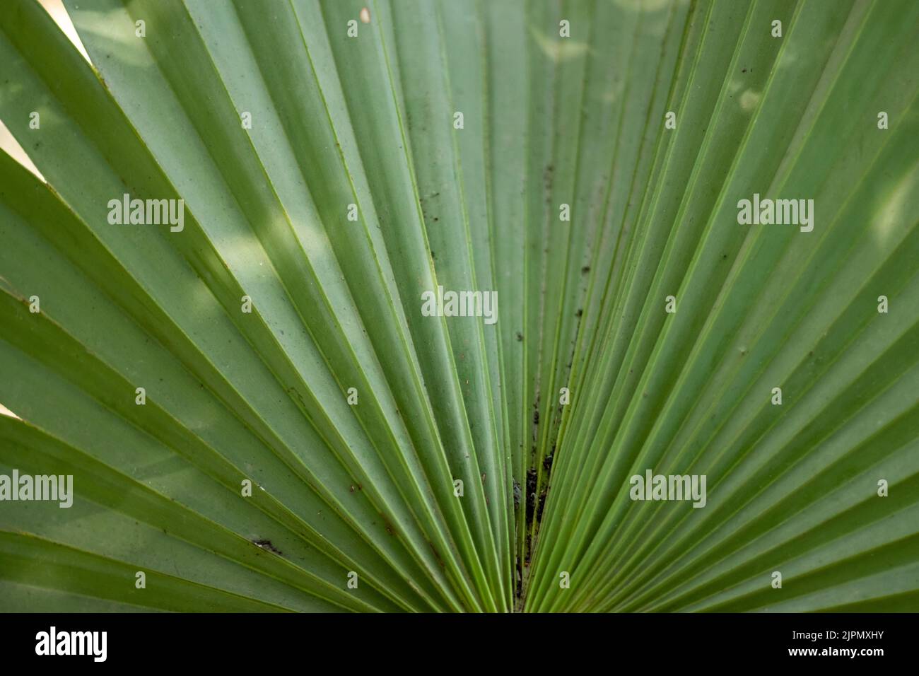 The Palmyra palm or sugar palm is a ubiquitous tree. Borassus ...