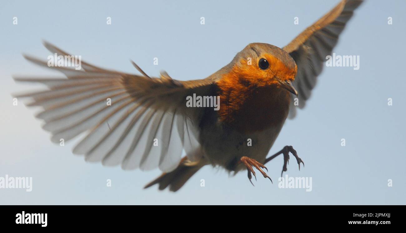 ROBIN IN FLIGHT CASTLE SHORE PARK, PORTCHESTER, HANTS PIC MIKE WALKER ...