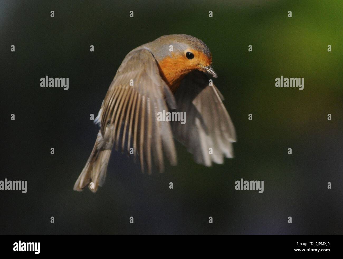 ROBIN IN FLIGHT CASTLE SHORE PARK, PORTCHESTER, HANTS PIC MIKE WALKER ...