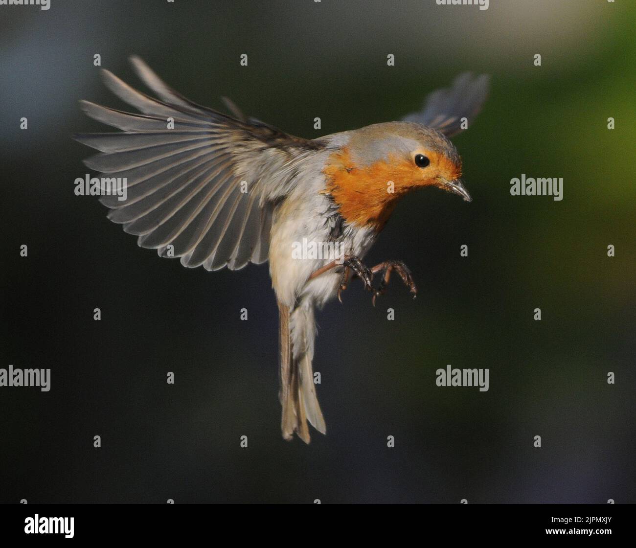 ROBIN IN FLIGHT CASTLE SHORE PARK, PORTCHESTER, HANTS PIC MIKE WALKER ...