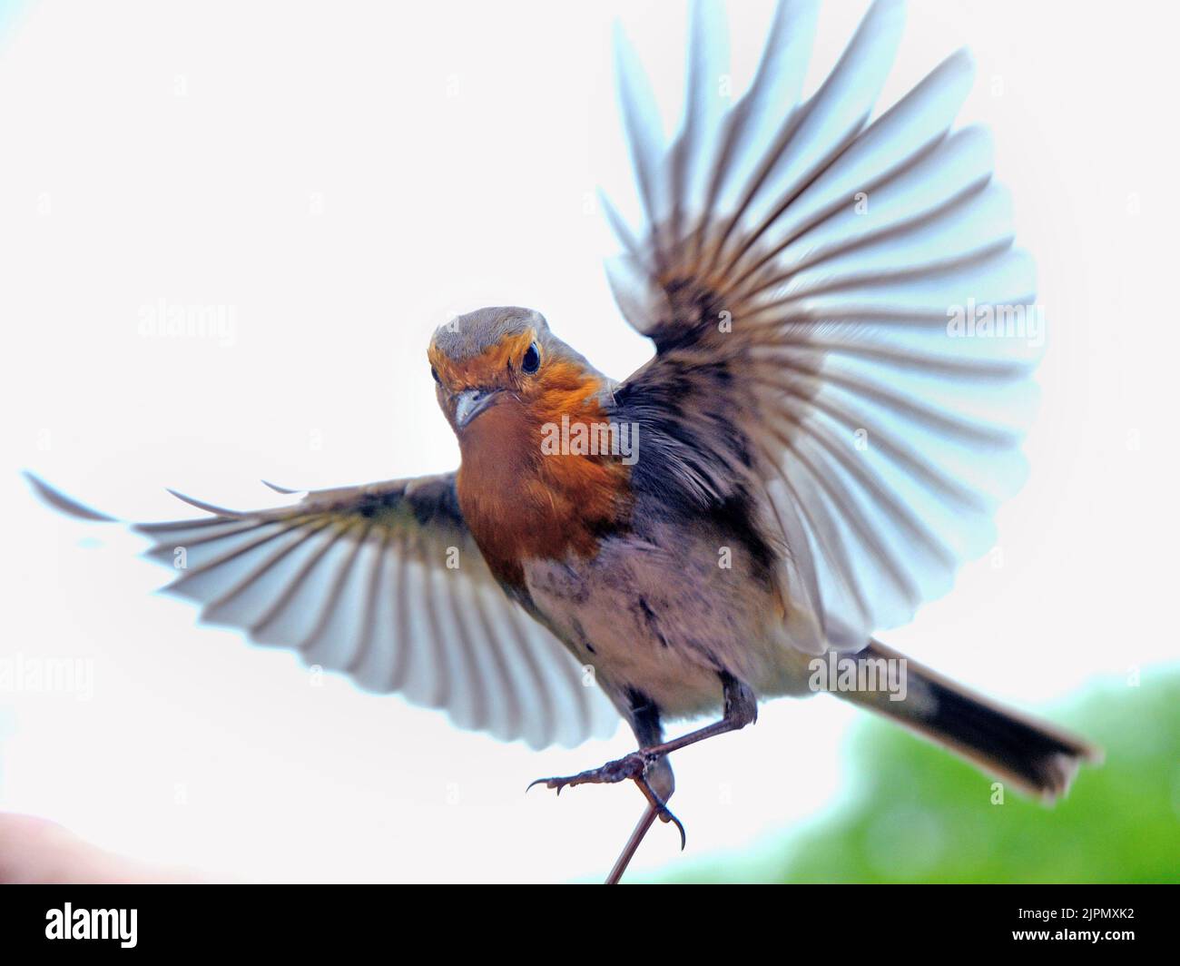 ROBIN IN FLIGHT, CASTLE SHORE PARK, PORTCHESTER, HANTS P[IC MIKE WALKER ...