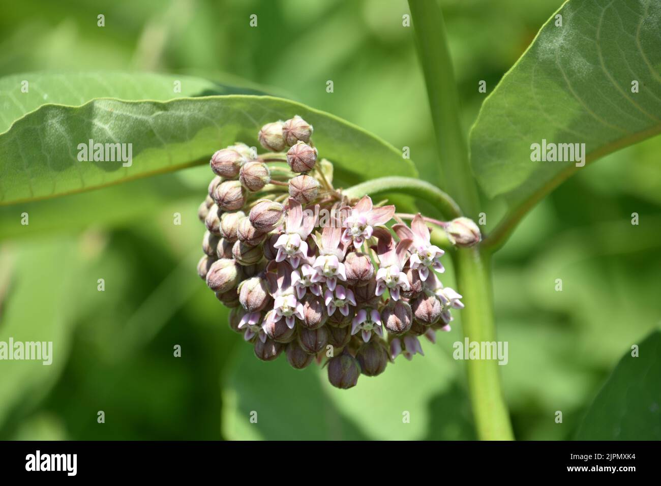 Garden with budding and flowering light pink common milkweed blossoms ...