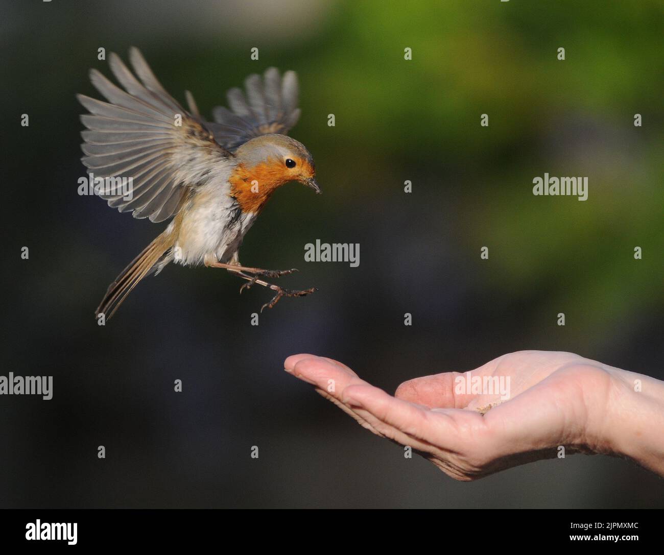 Robin hands hi-res stock photography and images - Alamy