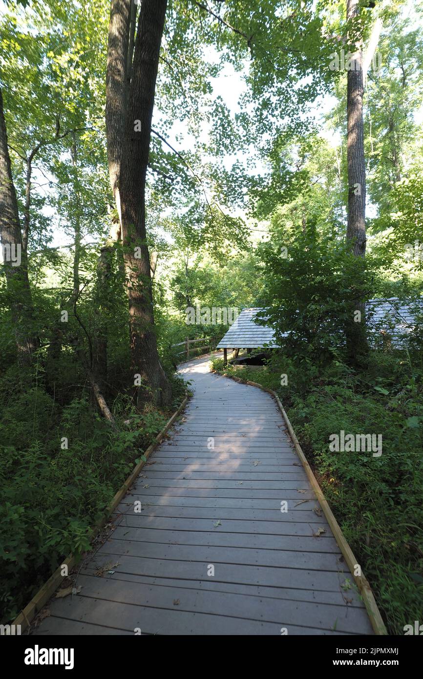 A boardwalk through the trees in a park Stock Photo - Alamy