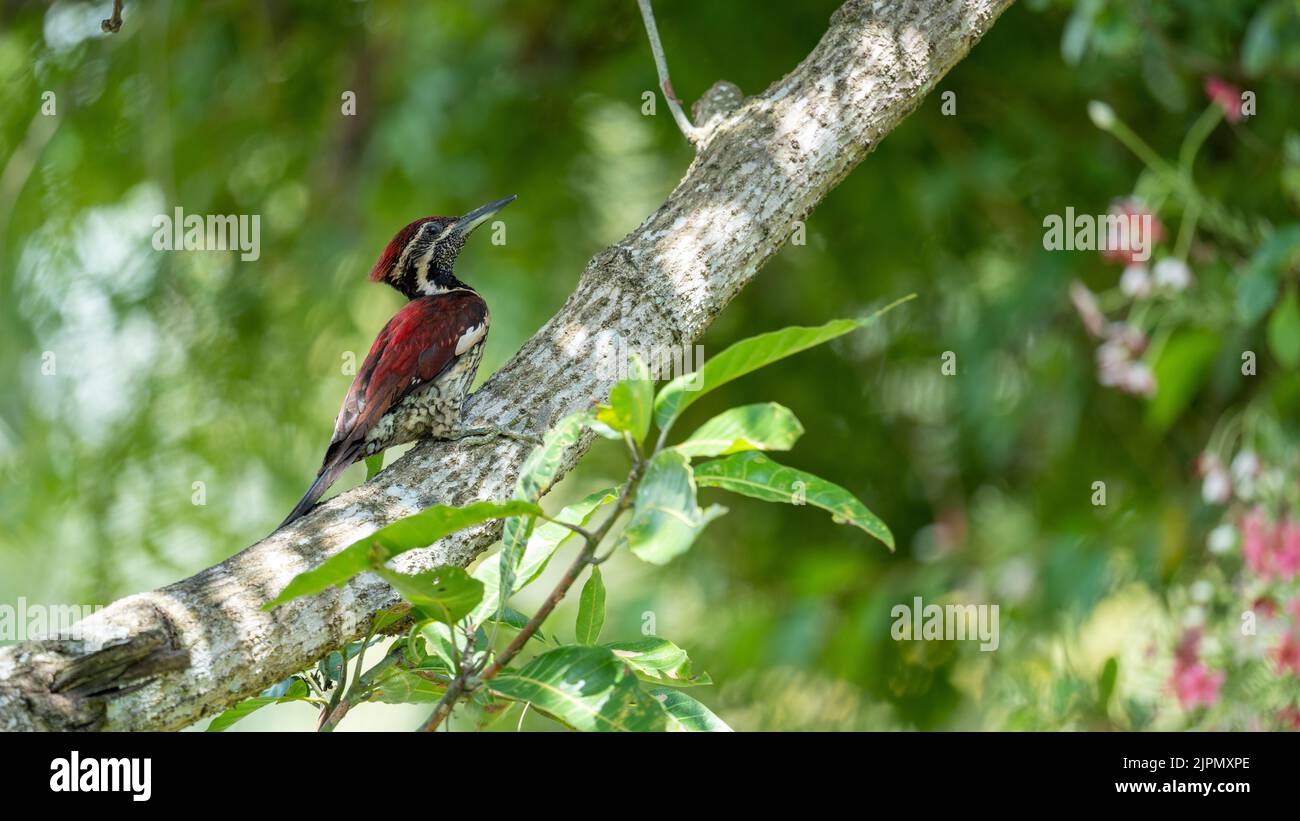 Woodpecker of sri lanka hi-res stock photography and images - Alamy