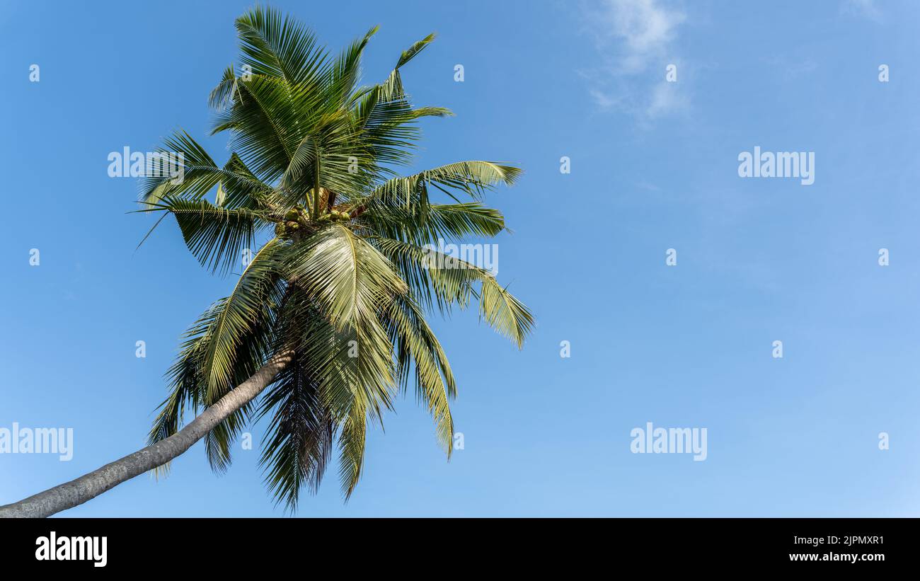 Under a coconut tree is not a place you want to stay, but to have one ...