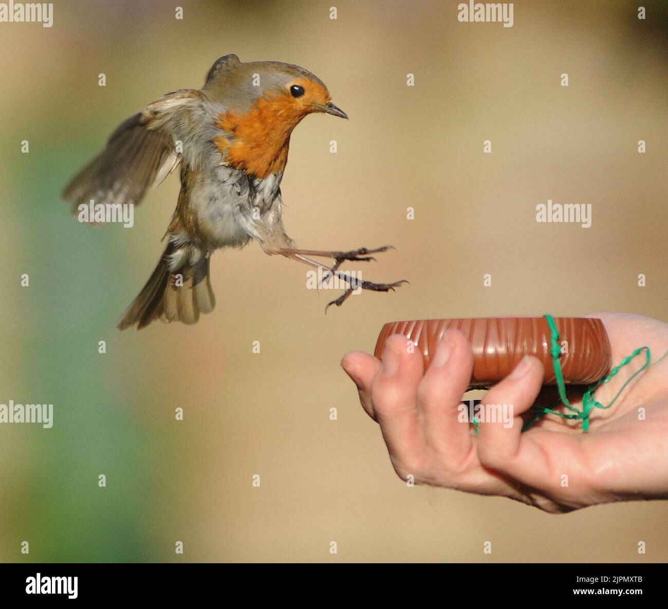 ROBIN COMES TO HAND IN A GARDEN AT, PORTCHESTER, HANTS PIC MIKE WALKER ...
