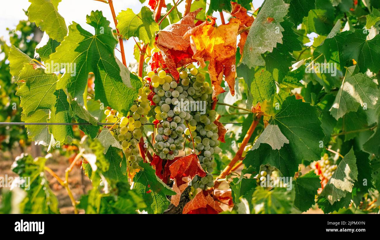 grapes drying up from heat in department Gers France Stock Photo - Alamy