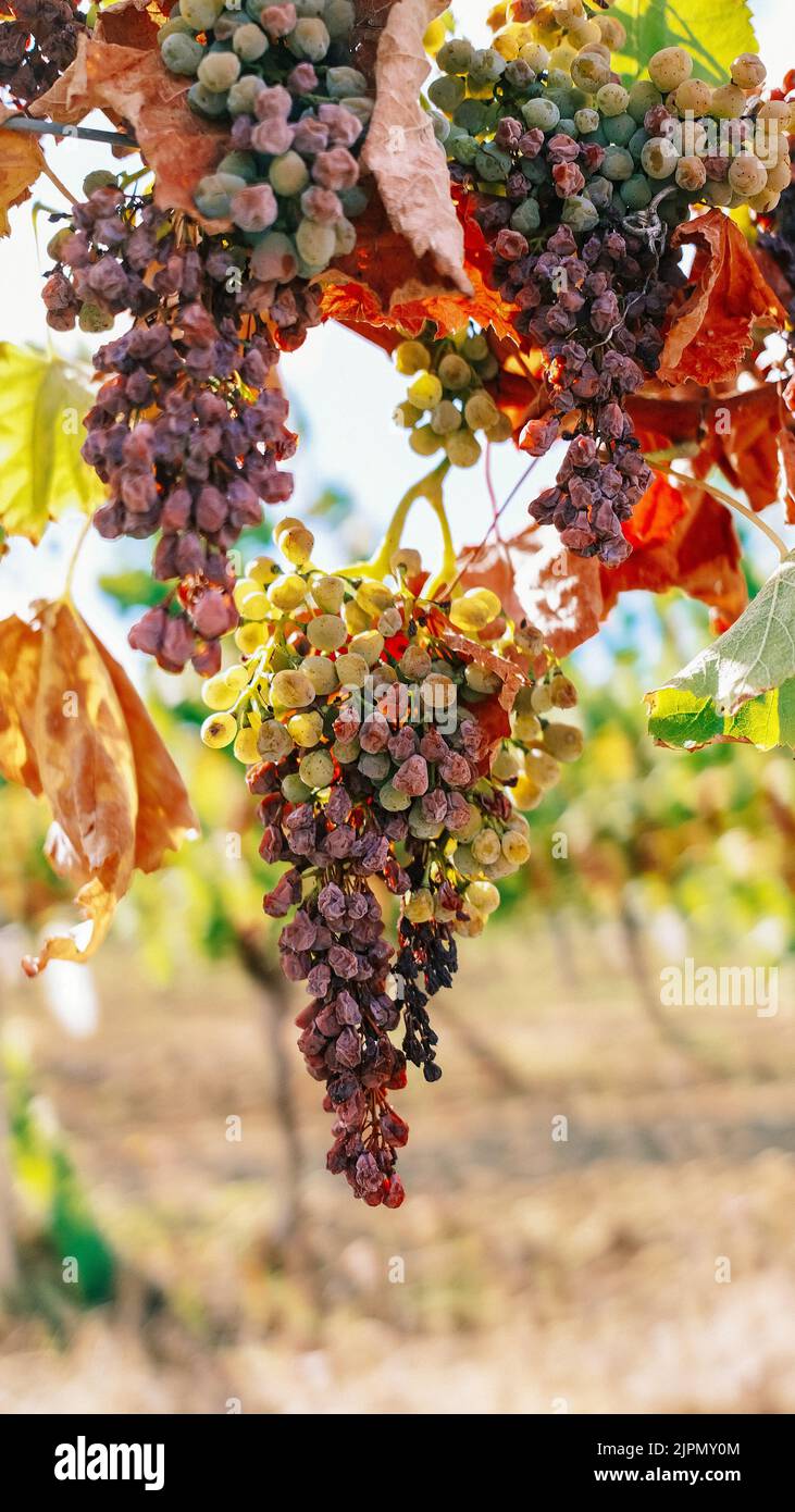 drying grapes in France due to abnormal heat Stock Photo - Alamy