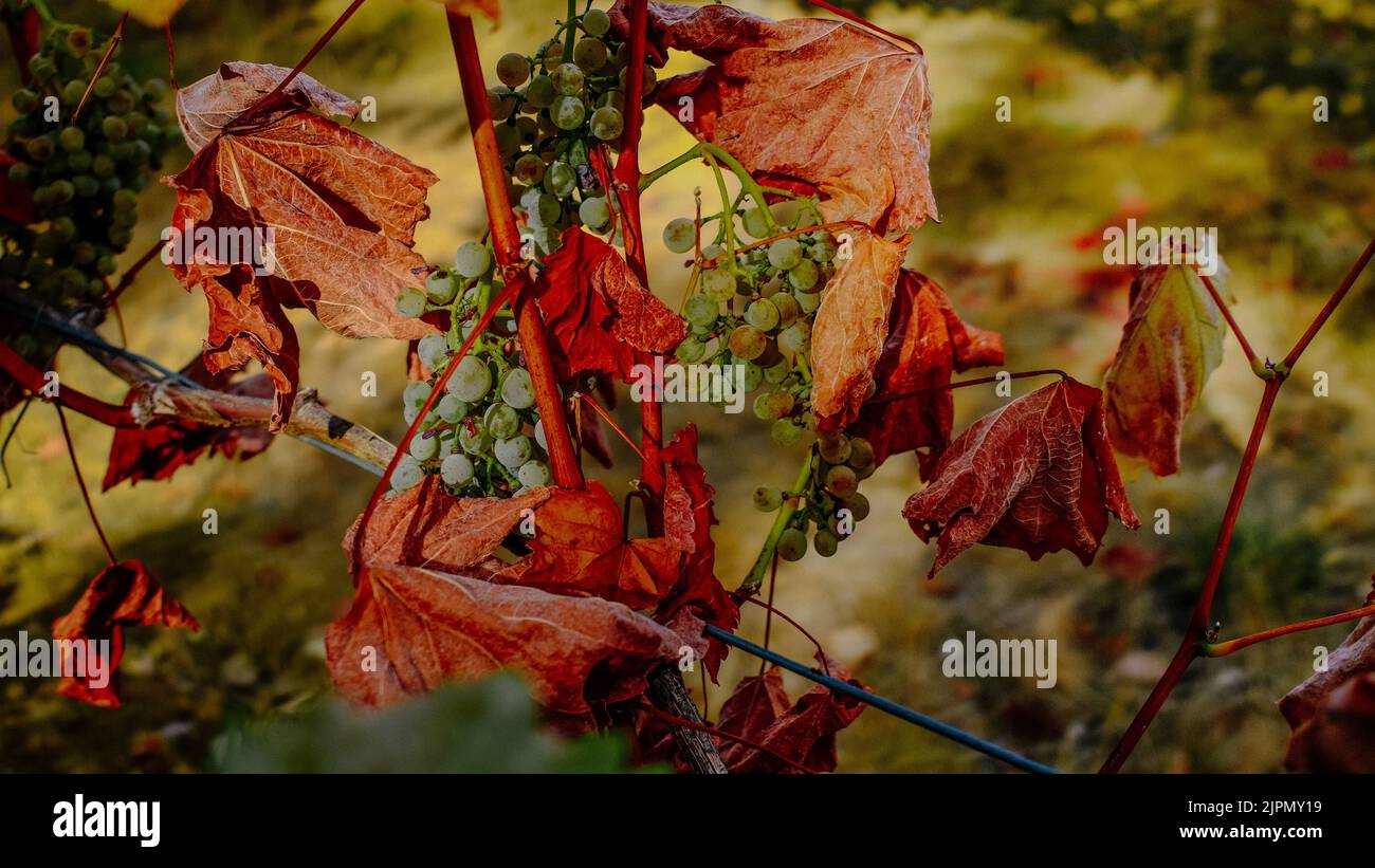 abnormal heat in France bad grape harvest Stock Photo - Alamy
