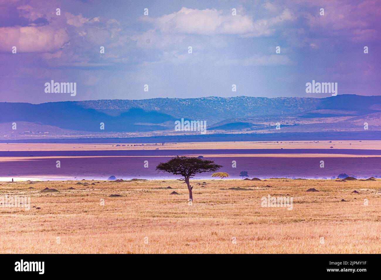 Maasai Mara National Game Reserve Park Narok County Kenya East Africa ...