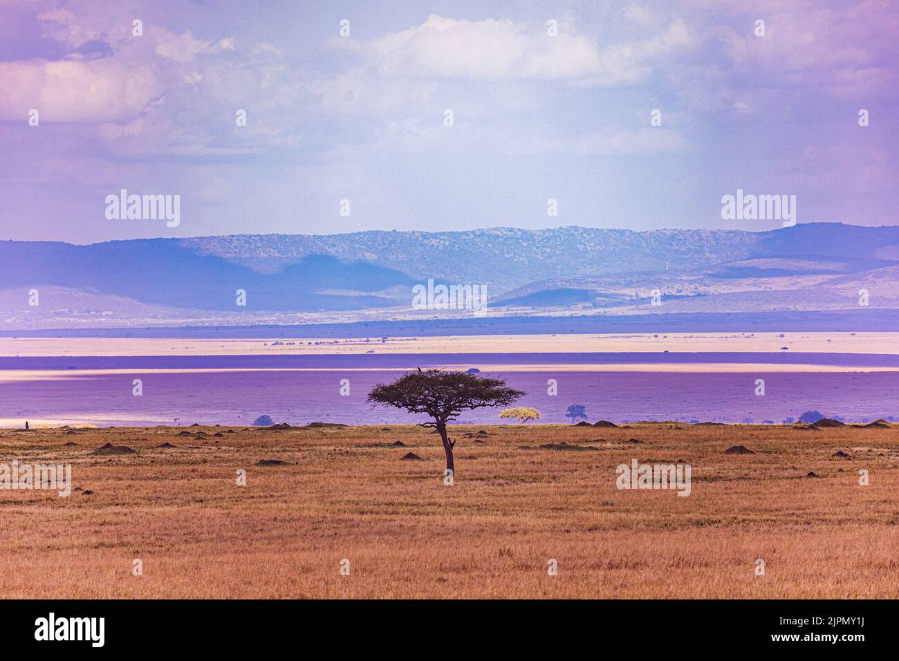 Maasai Mara National Game Reserve Park Narok County Kenya East Africa ...