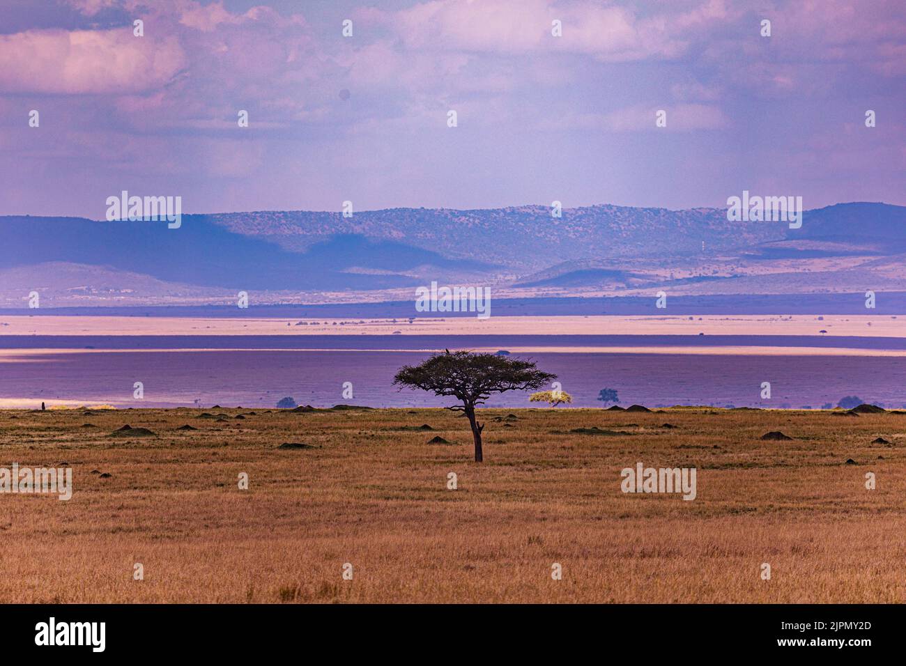Maasai Mara National Game Reserve Park Narok County Kenya East Africa ...