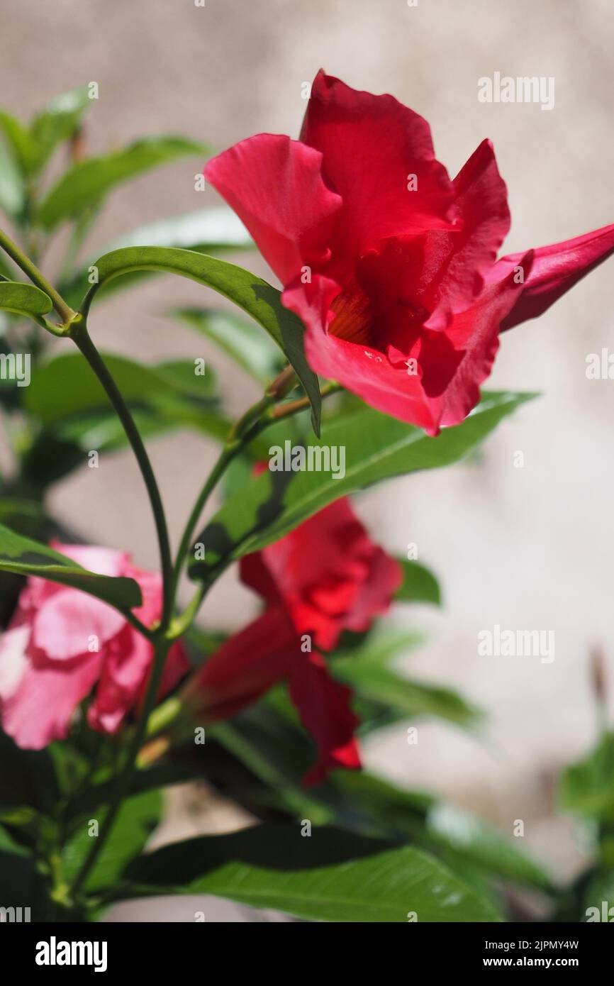 A vertical shot of a red flower growing in a garden Stock Photo - Alamy