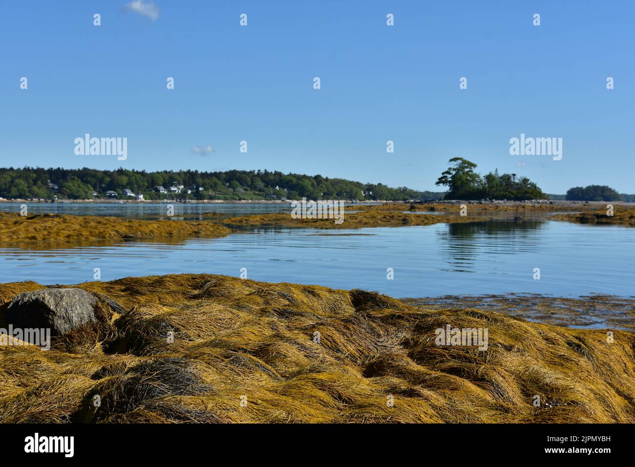 Rocky reef covered in seaweed in front of Little French Island Stock ...