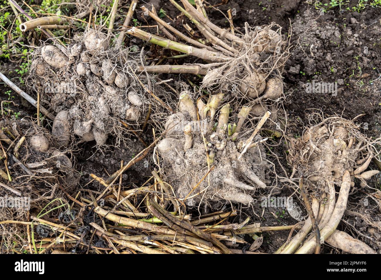 dahlia tubers just lifted for overwintering Stock Photo - Alamy