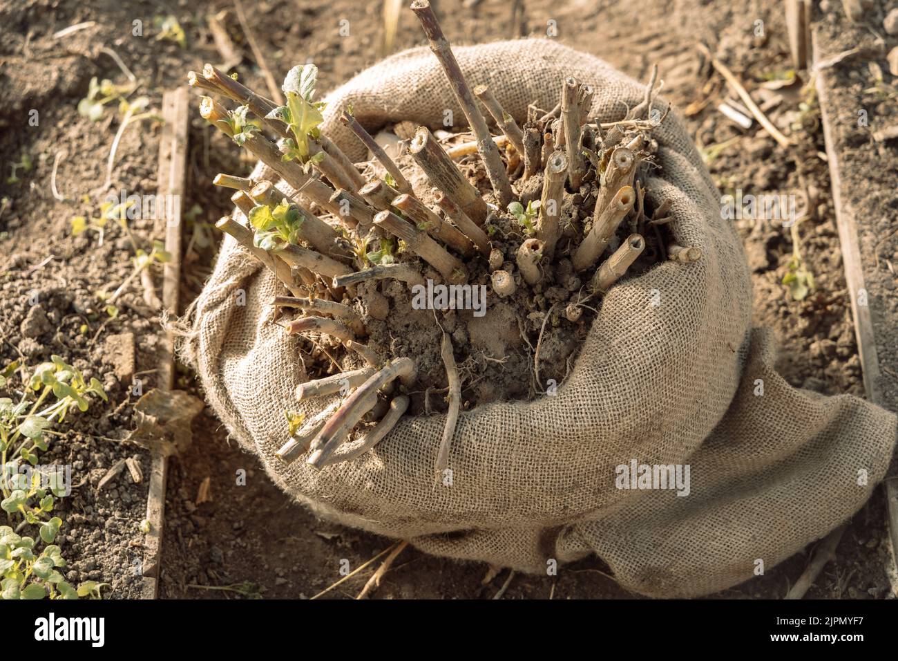 dahlia tubers just lifted for overwintering Stock Photo - Alamy