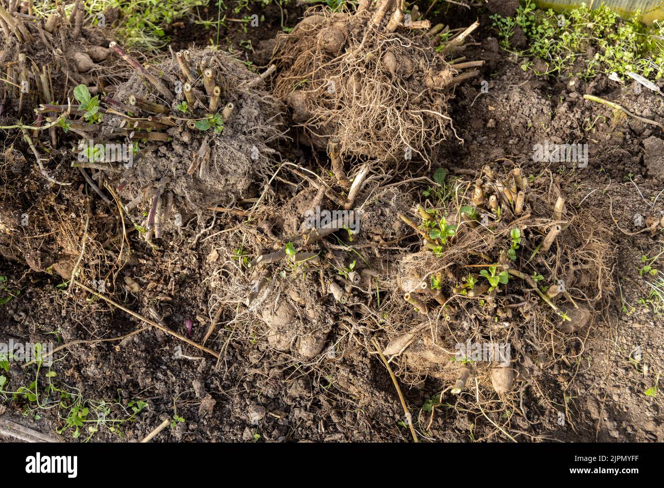 dahlia tubers just lifted for overwintering Stock Photo - Alamy