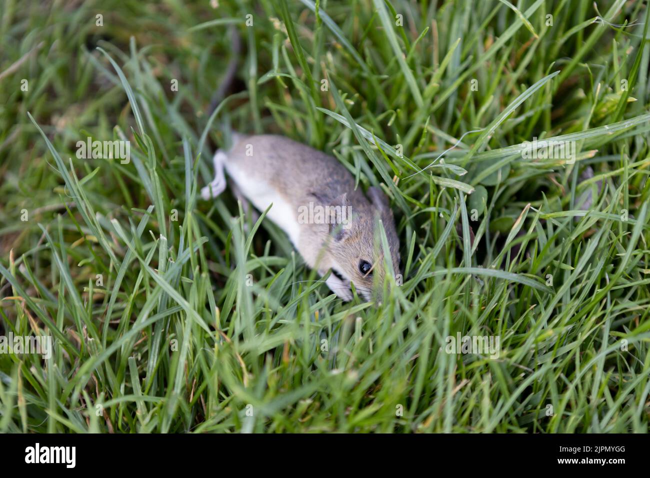 Mus musculus field hi-res stock photography and images - Alamy