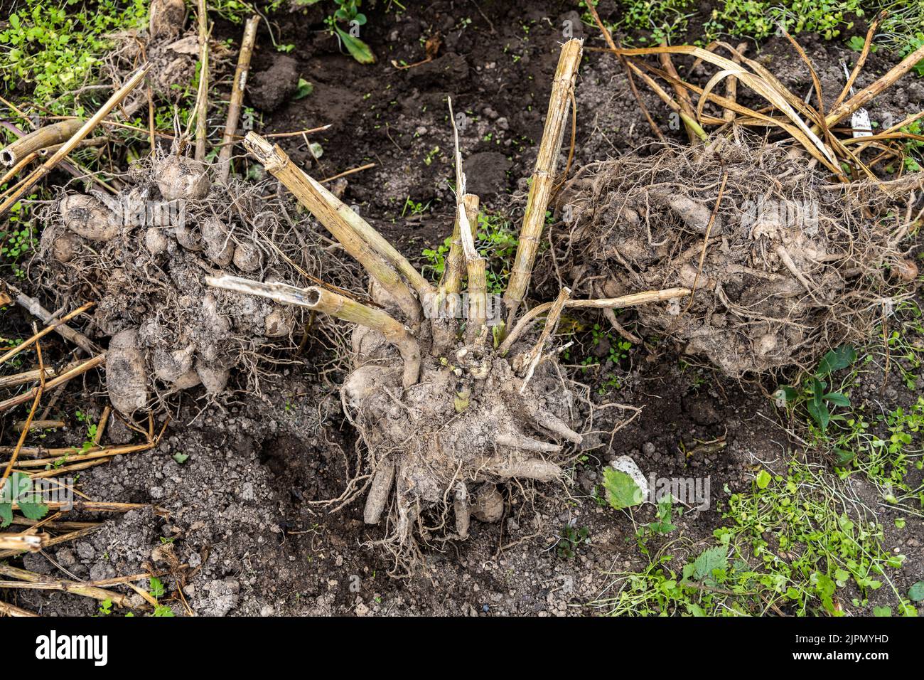 dahlia tubers just lifted for overwintering Stock Photo - Alamy