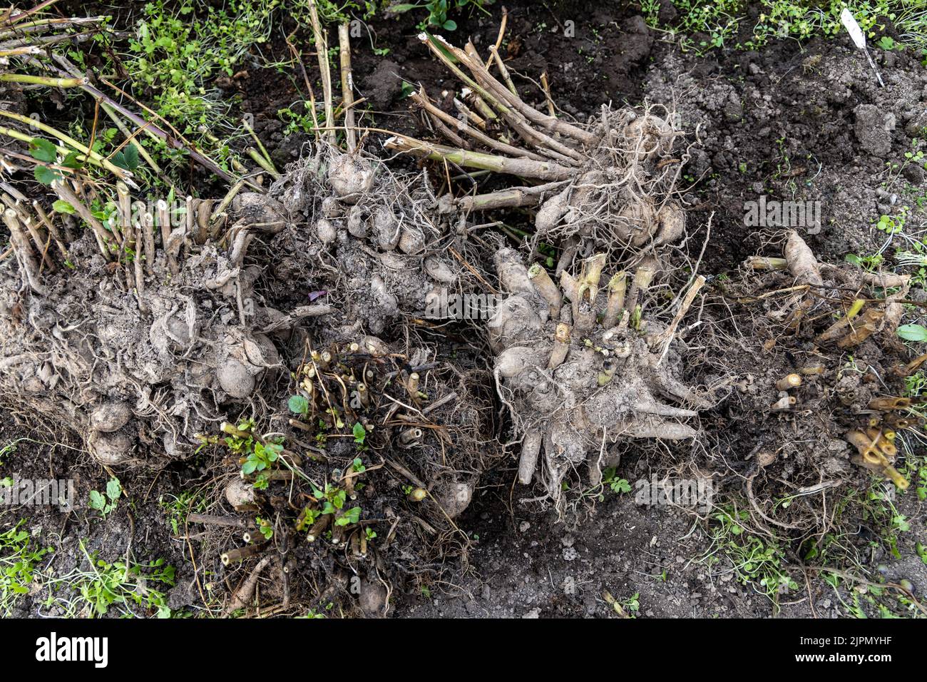 dahlia tubers just lifted for overwintering Stock Photo - Alamy