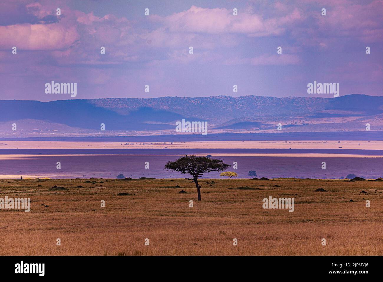 Maasai Mara National Game Reserve Park Narok County Kenya East Africa ...