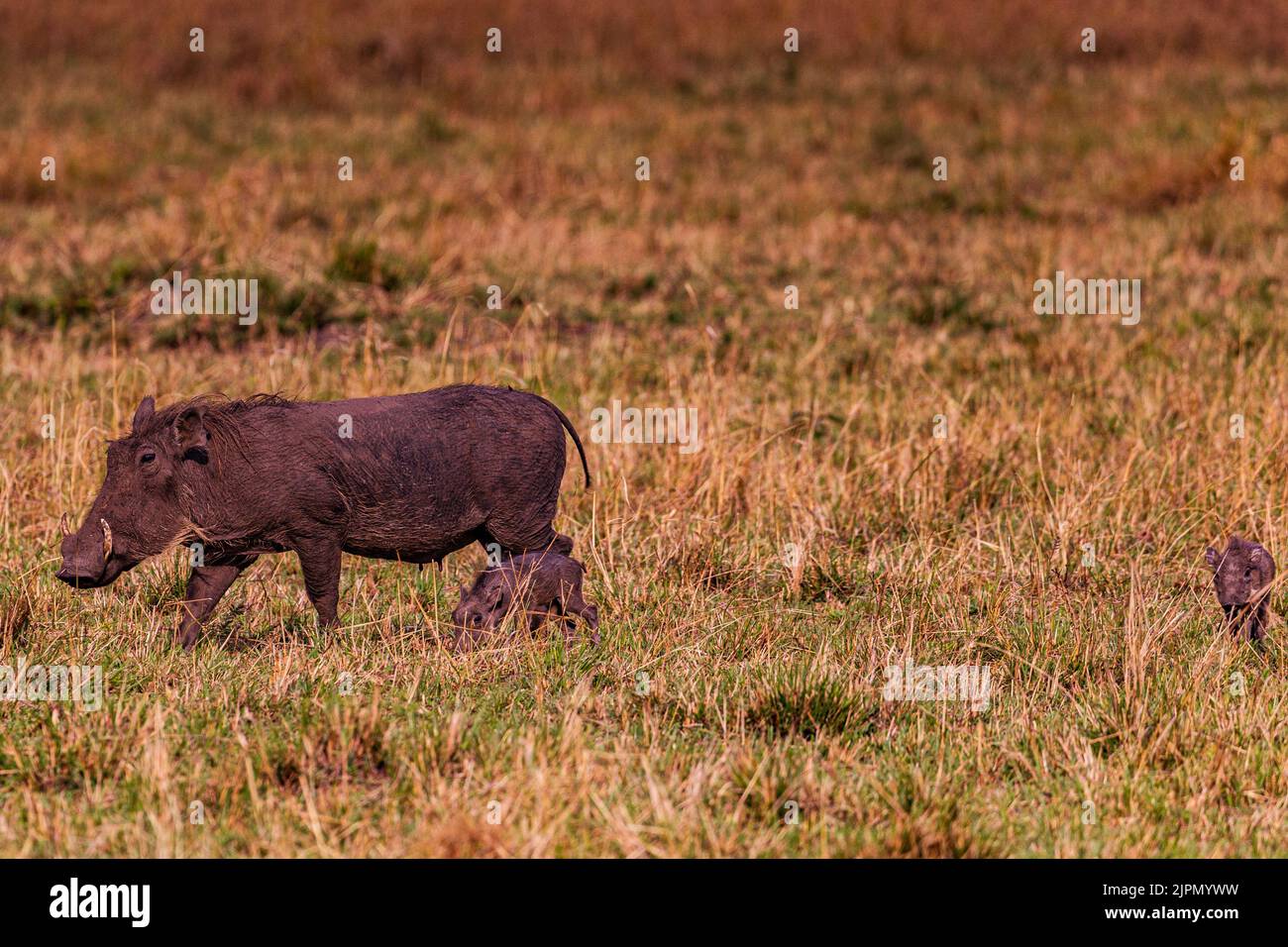 Acacia trees in the maasai mara hi-res stock photography and images - Alamy