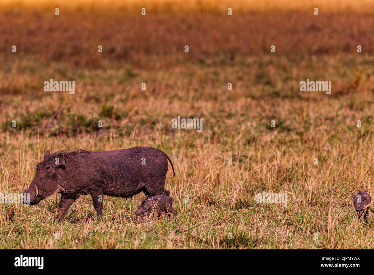 The common warthog is a wild member of the pig family found in ...