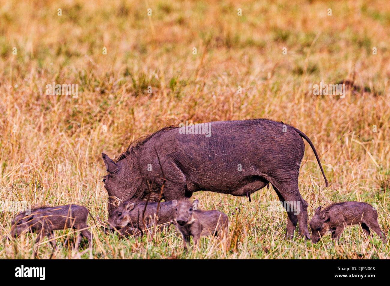 The common warthog is a wild member of the pig family found in ...