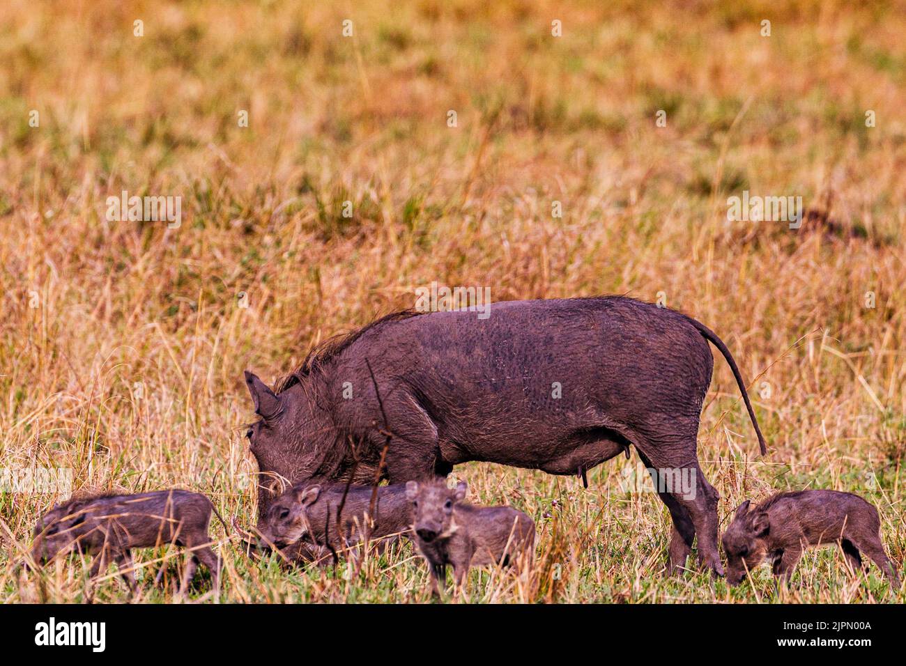 The common warthog is a wild member of the pig family found in ...