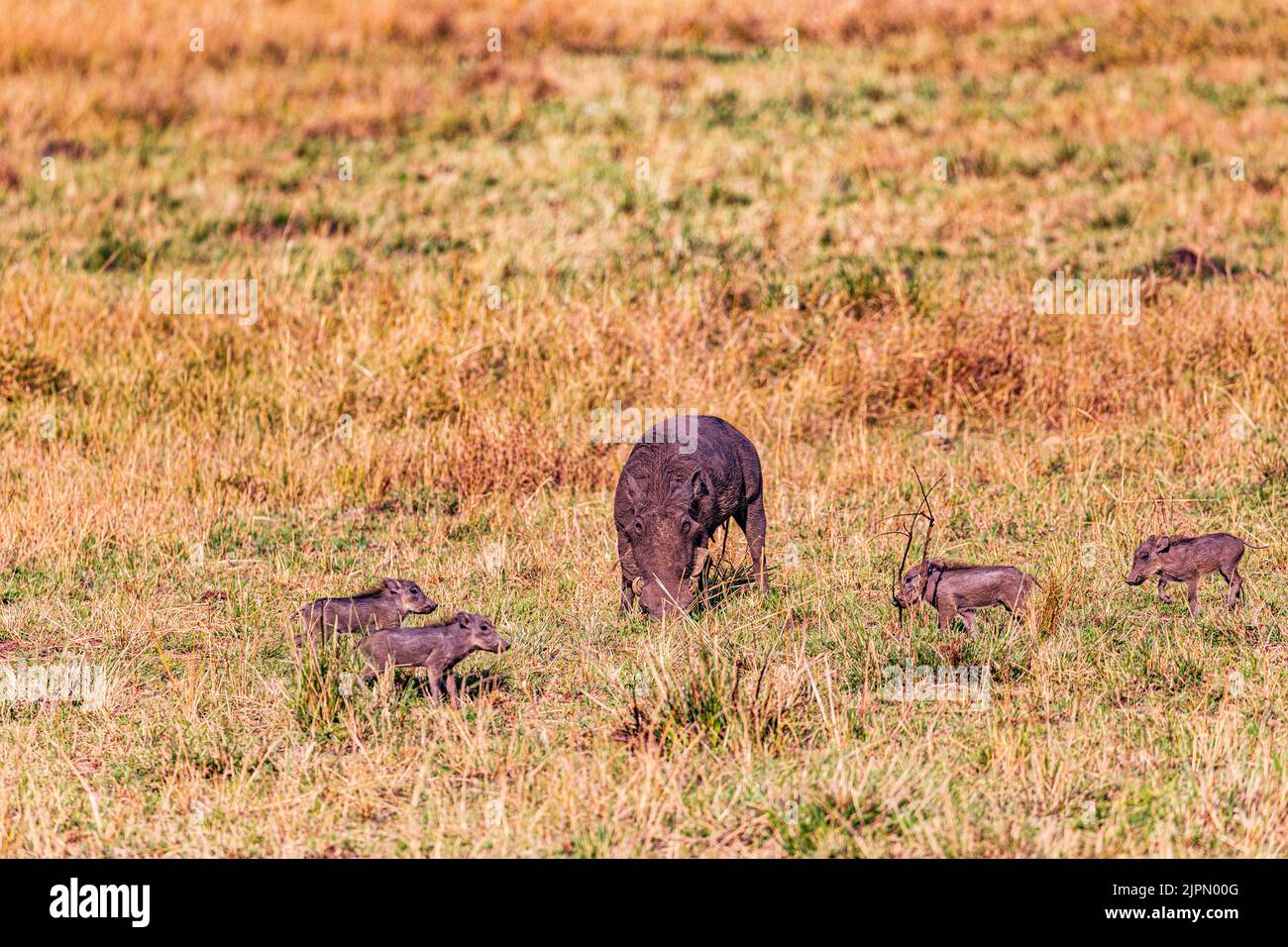 The common warthog is a wild member of the pig family found in ...