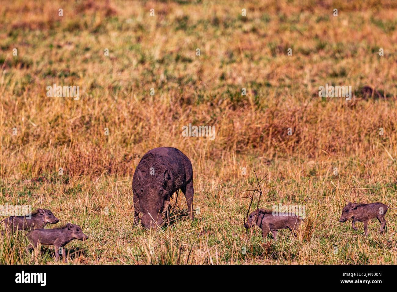 The common warthog is a wild member of the pig family found in ...