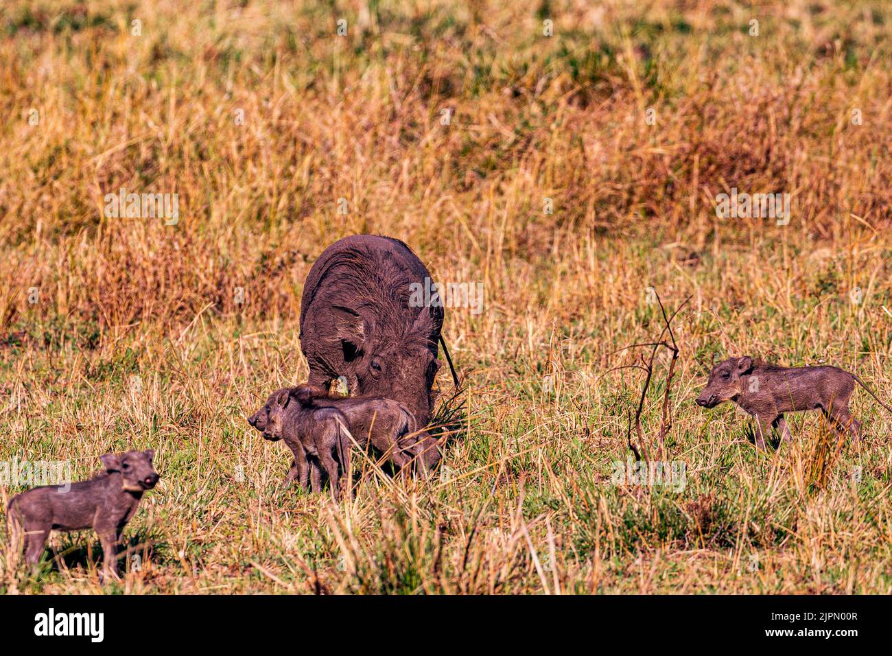 The common warthog is a wild member of the pig family found in ...