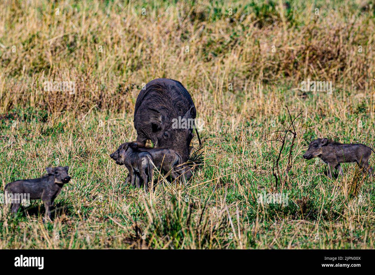 The common warthog is a wild member of the pig family found in ...