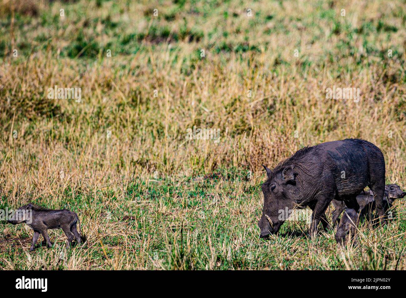 The common warthog is a wild member of the pig family found in ...
