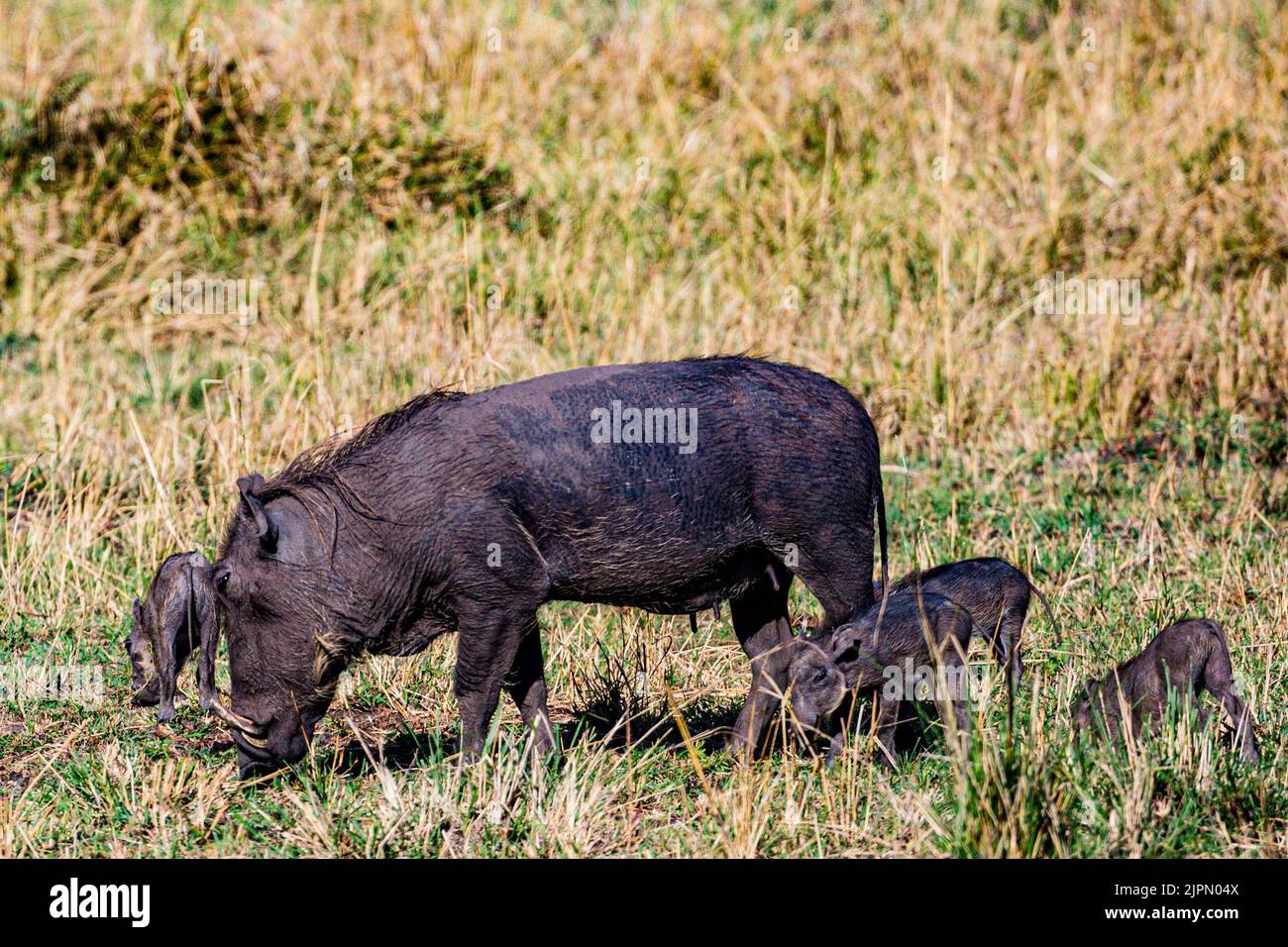 The common warthog is a wild member of the pig family found in ...