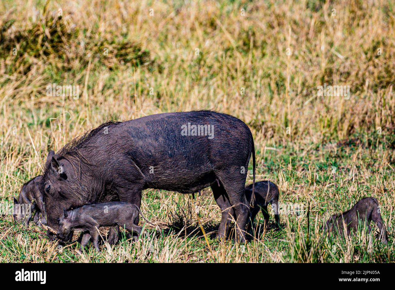 The common warthog is a wild member of the pig family found in ...