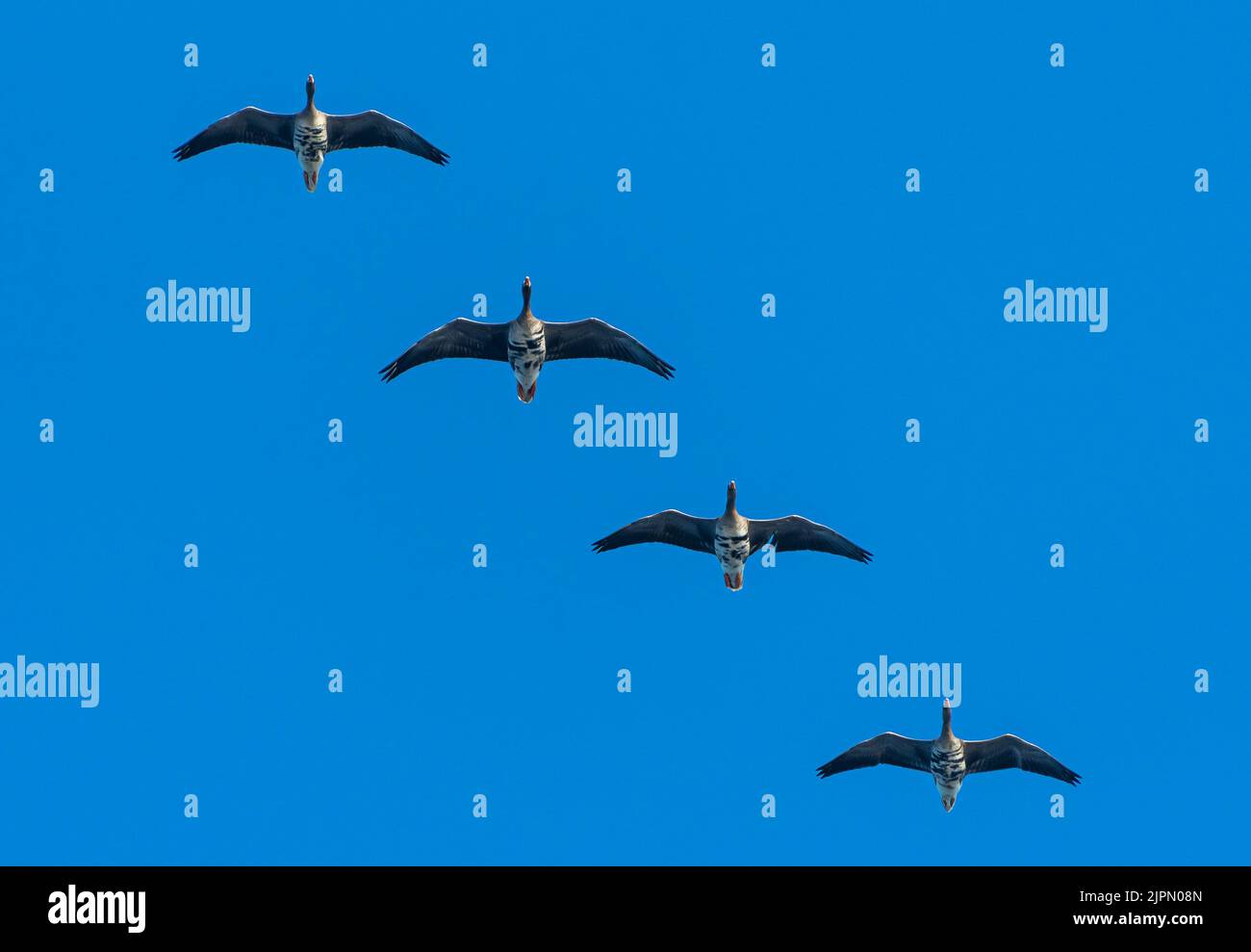 Four wild geese flying under a clear blue sky Stock Photo - Alamy