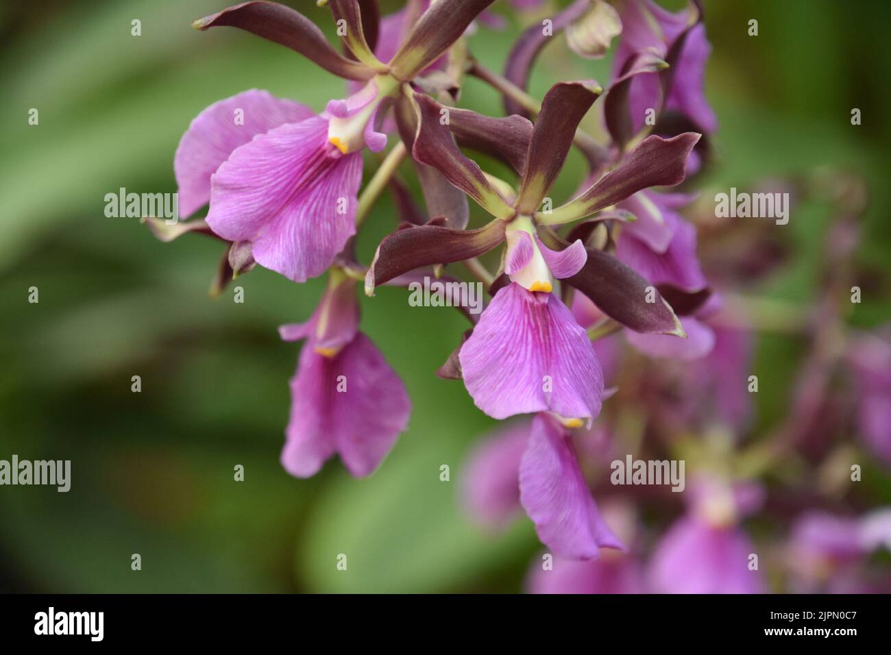 Garden with pretty pink orchids blossoms flowering and blooming Stock ...
