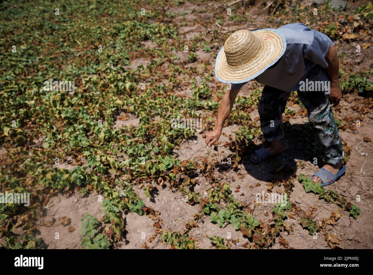 Dead crops farmer a hi-res stock photography and images - Alamy