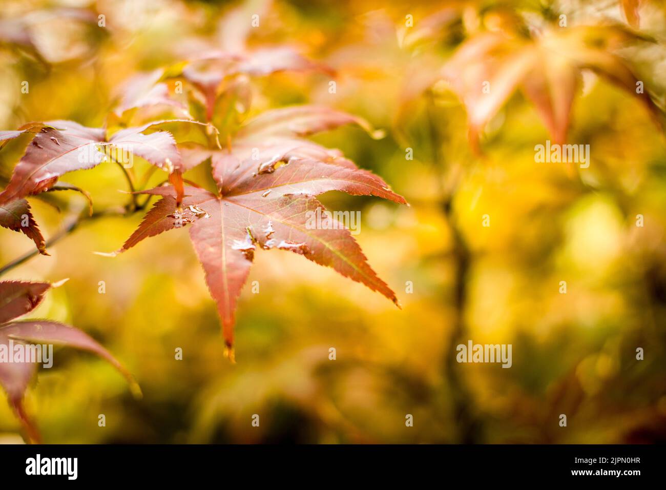 Maple leaf with raindrops closeup autumn, Czech Republic, Europe. HD wallpaper, 4k blurred ...