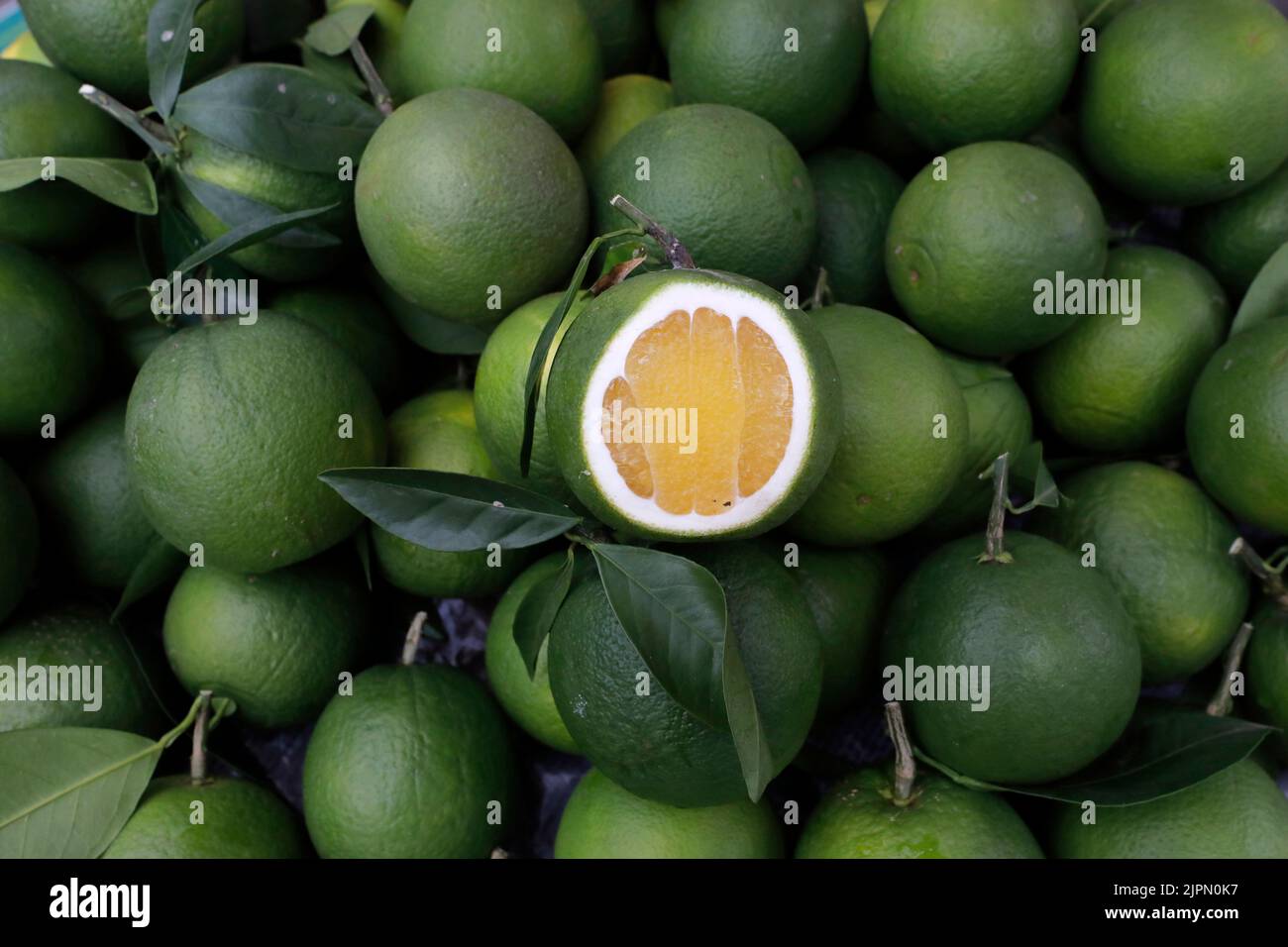 Dhaka, Bangladesh - August 17, 2022: The farming of Malta, a juicy ...