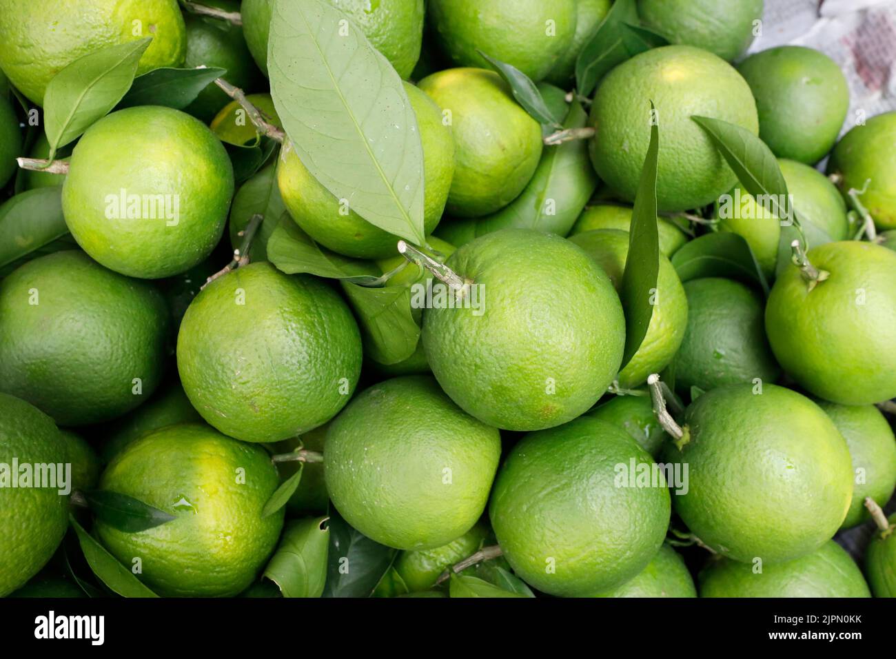 Dhaka, Bangladesh - August 17, 2022: The farming of Malta, a juicy ...